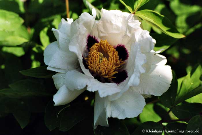 G - Rockii Päonien | Pfingstrosen